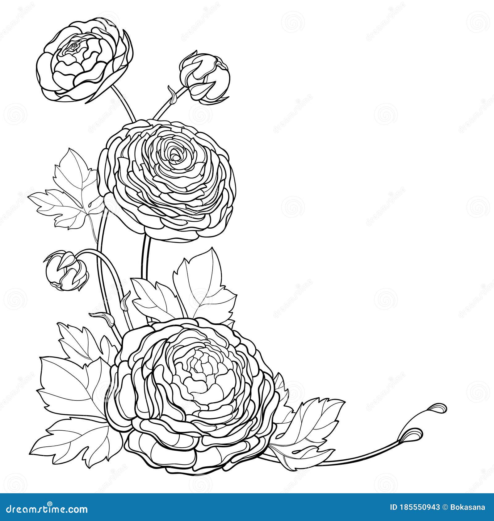 Ranunculus And Buttercup Flowers And Buds Isolated On White Background ...