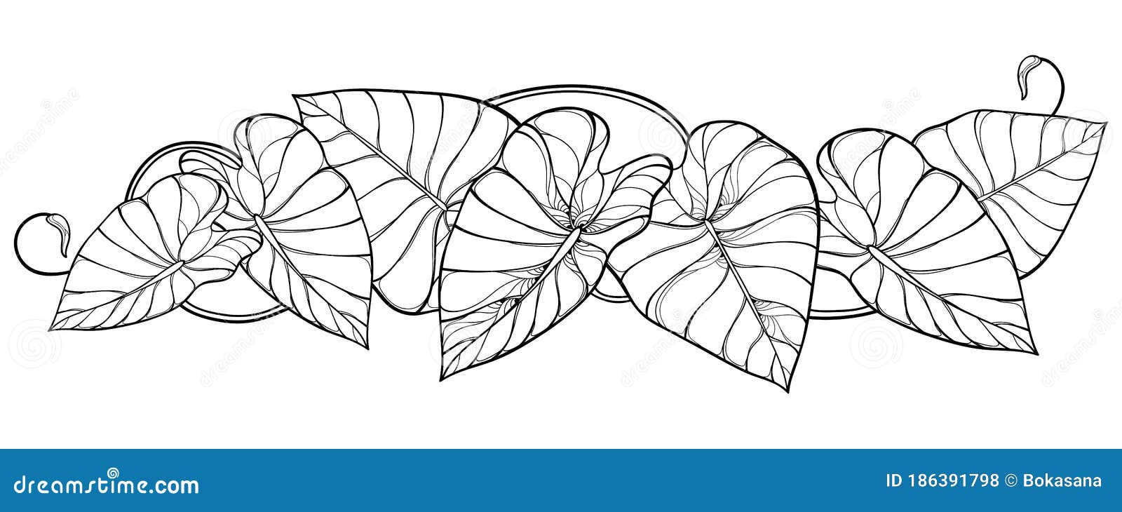 Vector Horizontal Bunch of Outline Tropical Leaf Colocasia Esculenta or ...