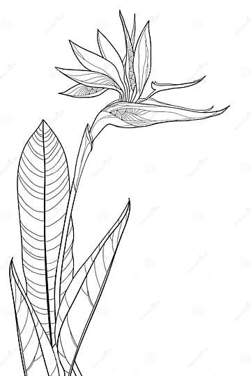 Vector Bouquet of Outline Tropical Strelitzia Reginae or Bird of ...