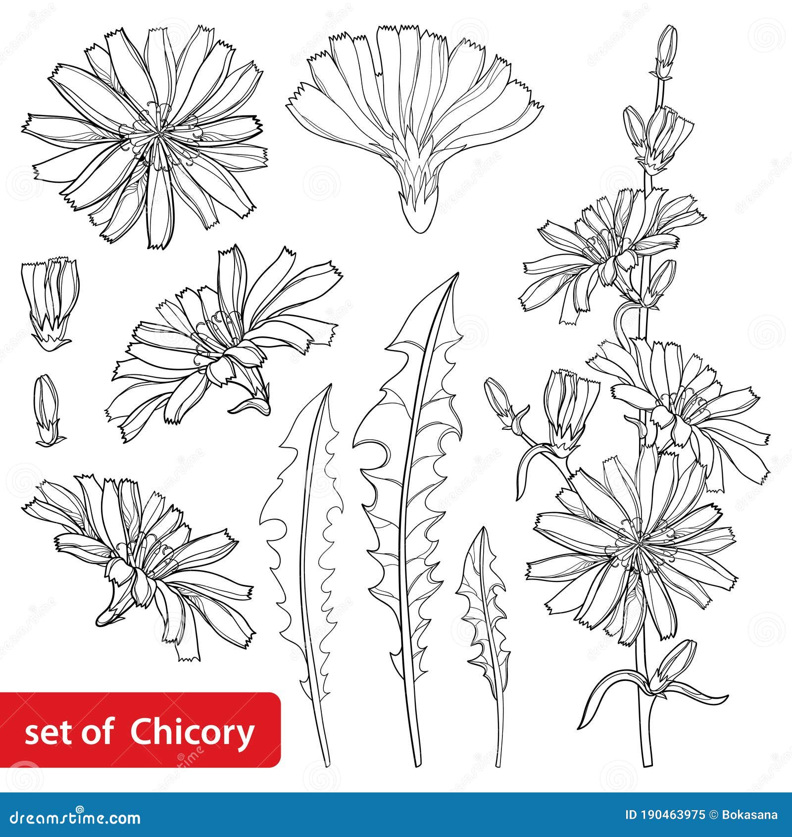 Vector Set of Outline Chicory or Cichorium Flower, Bud and Ornate ...