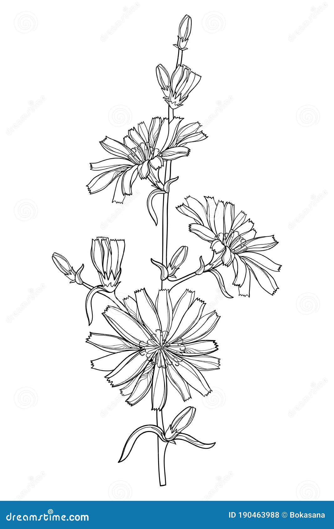 Vector Stem of Outline Chicory or Cichorium Flower, Bud and Ornate ...