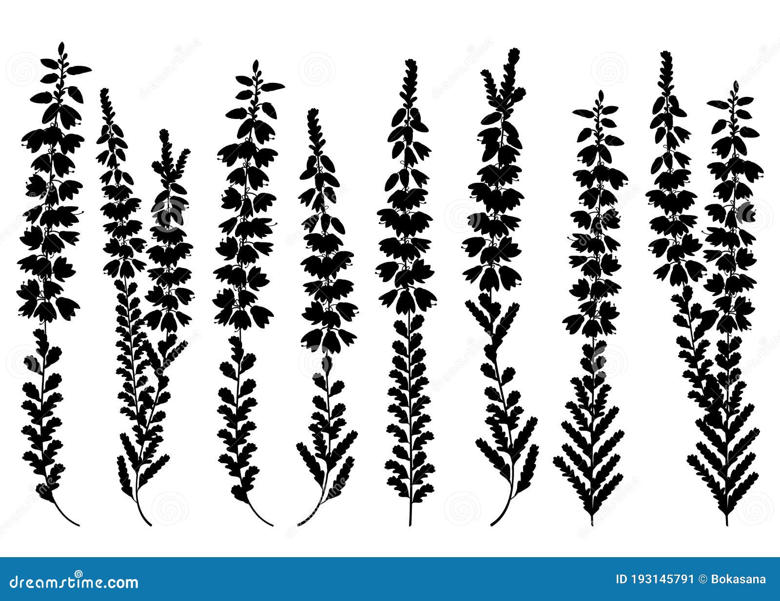 Vector Set of Outline Heather or Calluna Flower Silhouettes with Bud ...