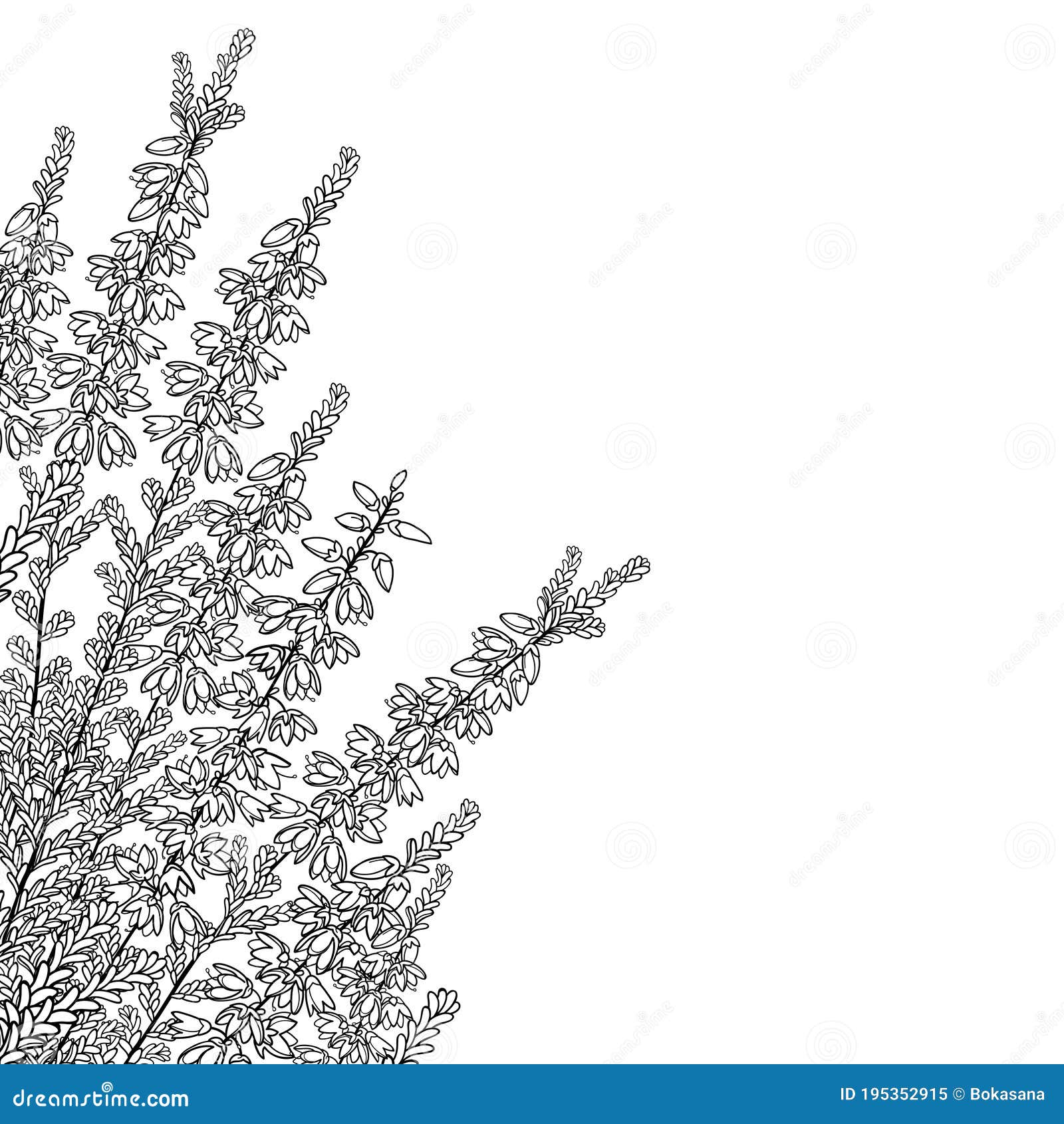 Heather - Flower Illustration. Black And White Ink Floral Drawing ...