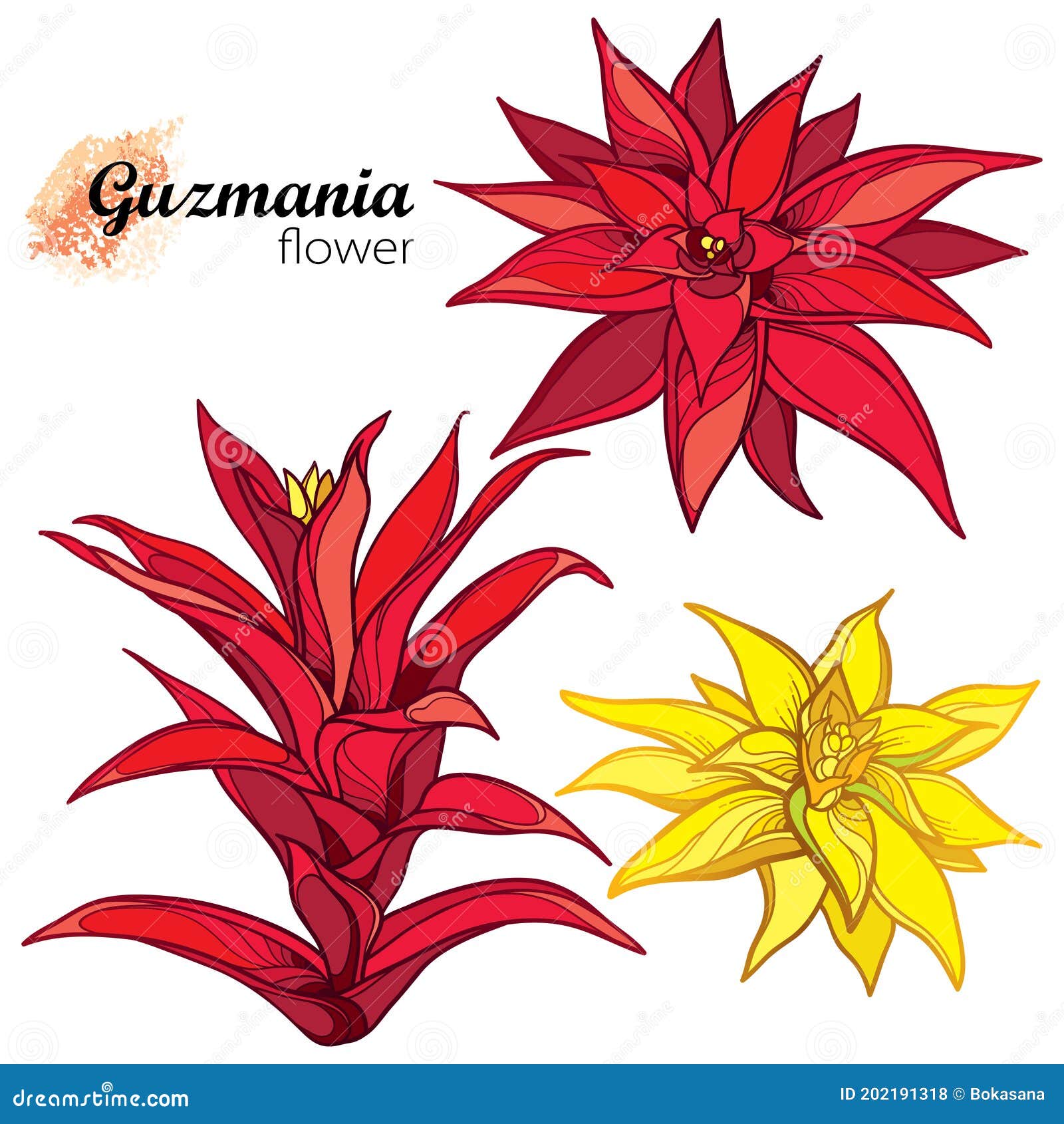Epiphyte Cartoons, Illustrations & Vector Stock Images - 409 Pictures ...