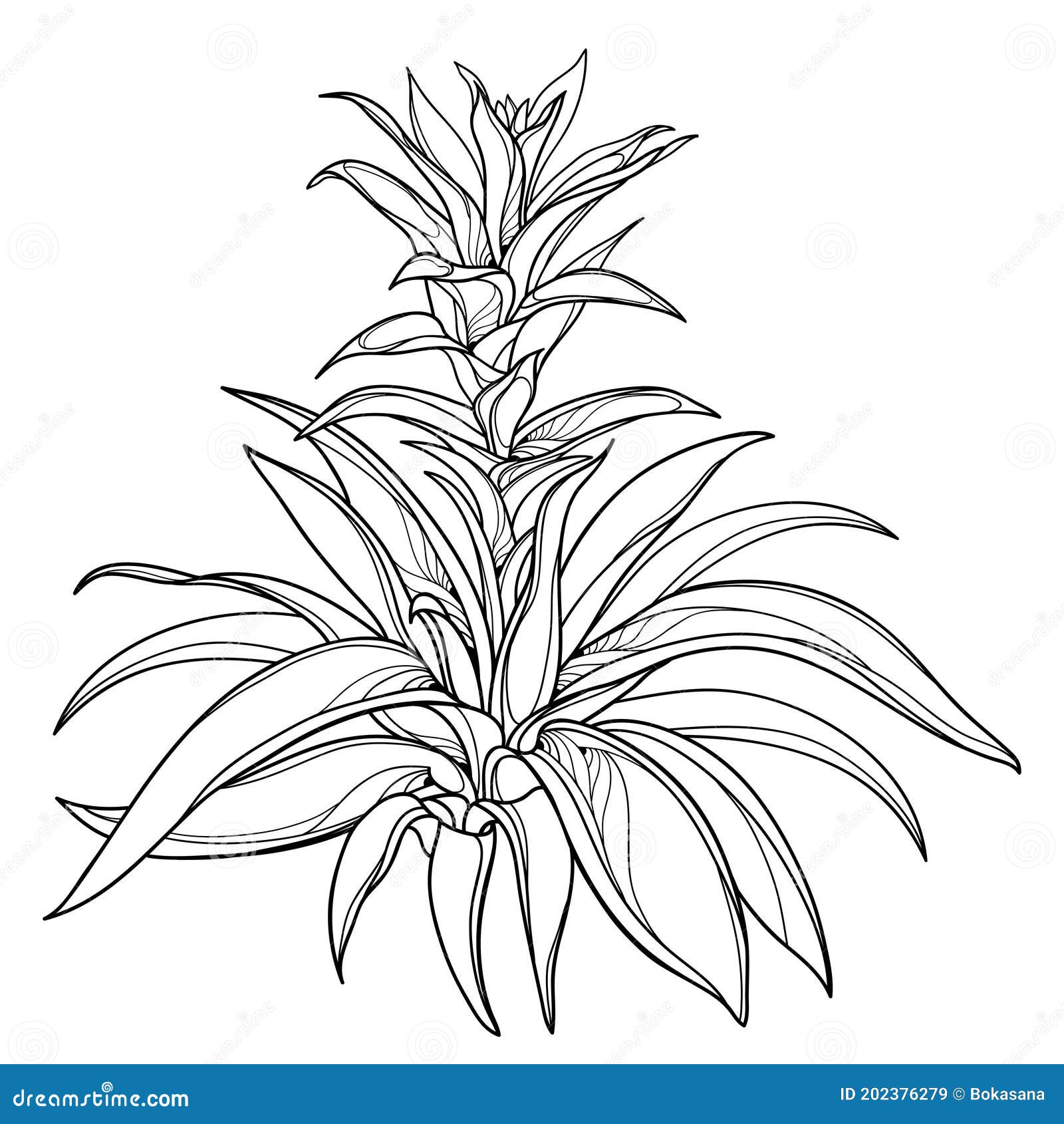 Vector Bush Of Outline Tropical Plant Colocasia Esculenta Or Or Taro ...