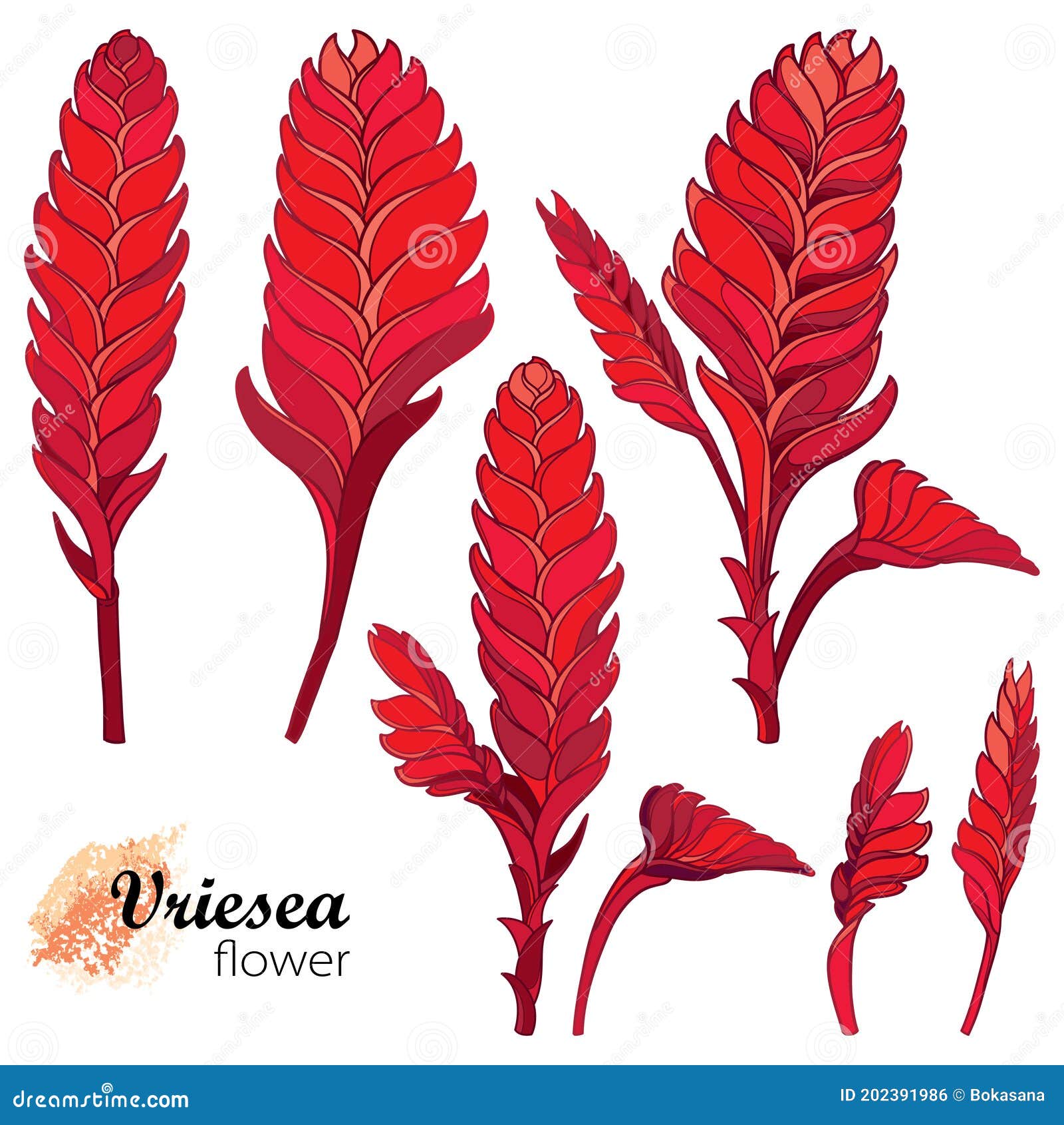 Epiphyte Cartoons, Illustrations & Vector Stock Images - 418 Pictures ...