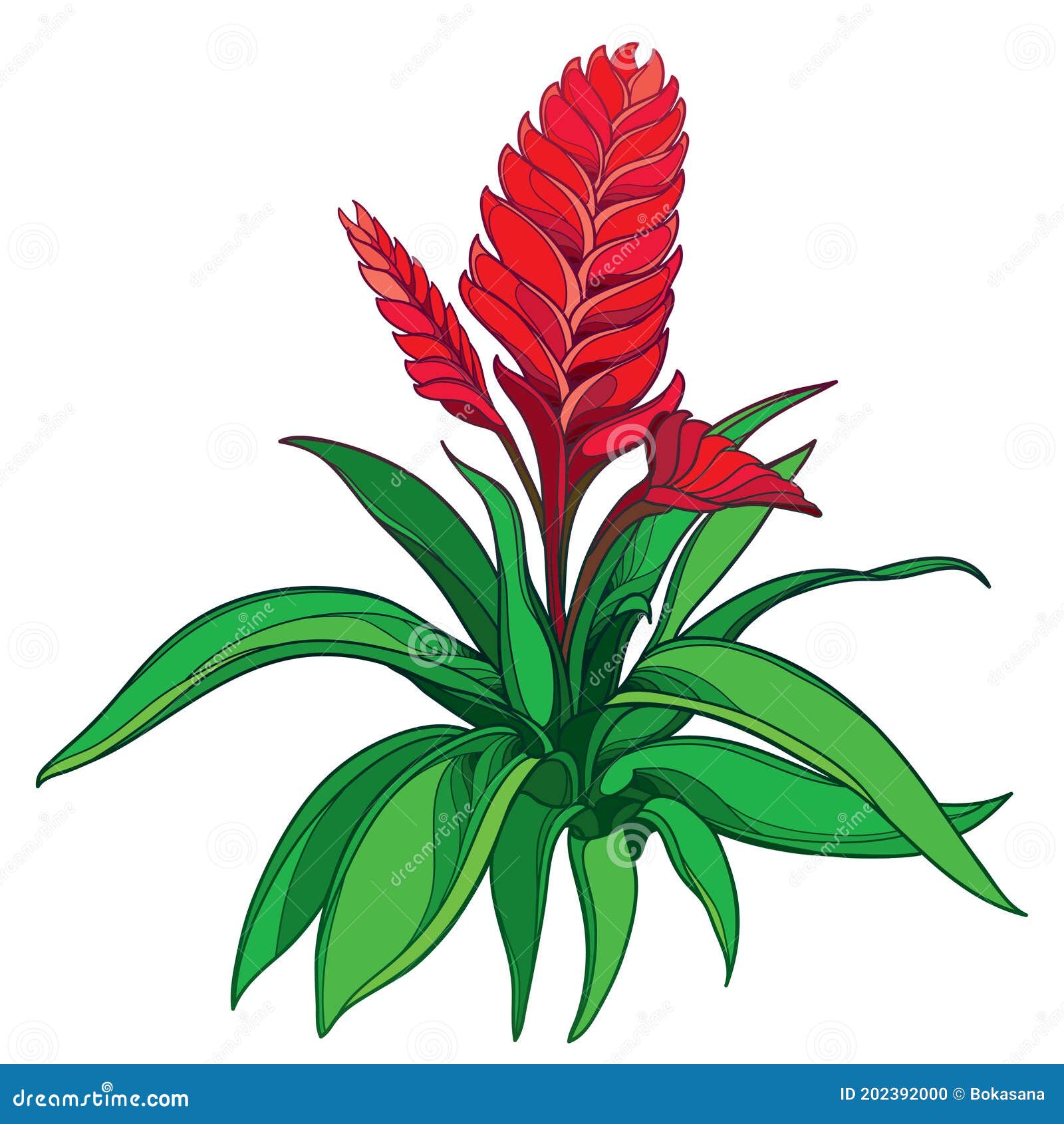 Epiphyte Cartoons, Illustrations & Vector Stock Images - 543 Pictures ...