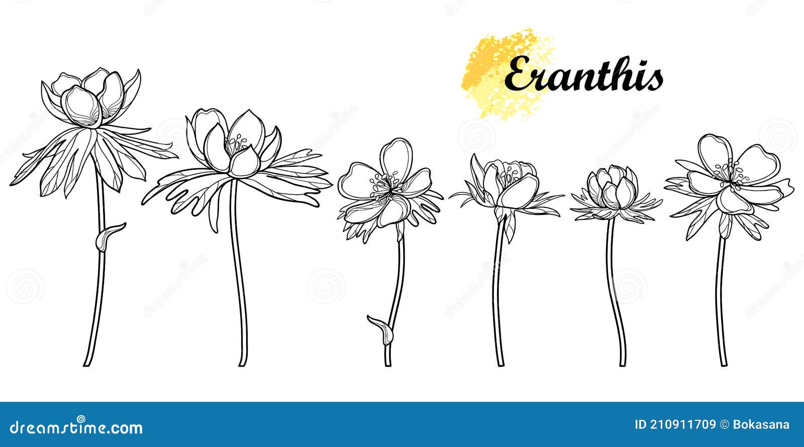 Aconite Flower And Butterfly, Watercolor Drawing With Outline Royalty ...