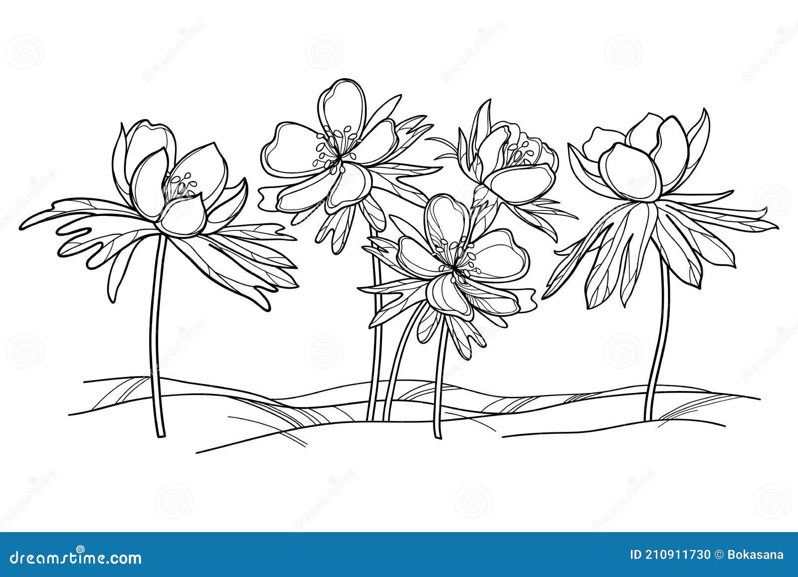 Aconite Flower And Butterfly, Watercolor Drawing With Outline Royalty ...