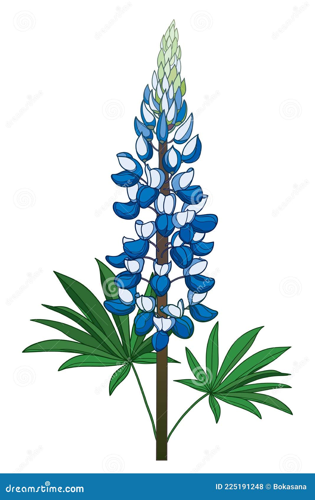 Bluebonnet Illustration