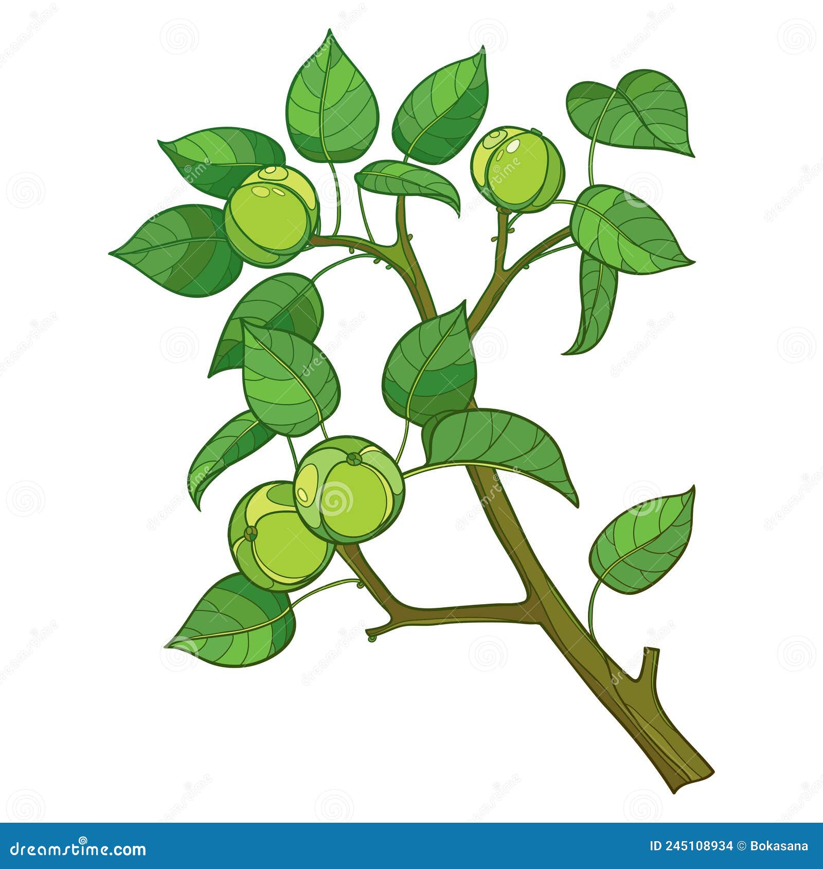 Vector Branch of Outline Poisonous Manchineel Tree with Fruits and ...