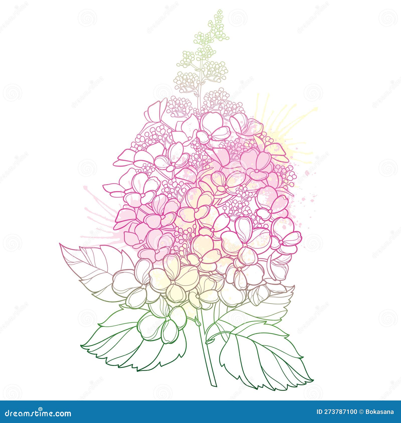 Set With Outline Paniculate Hydrangea Or Hortensia Flower Bunch And ...
