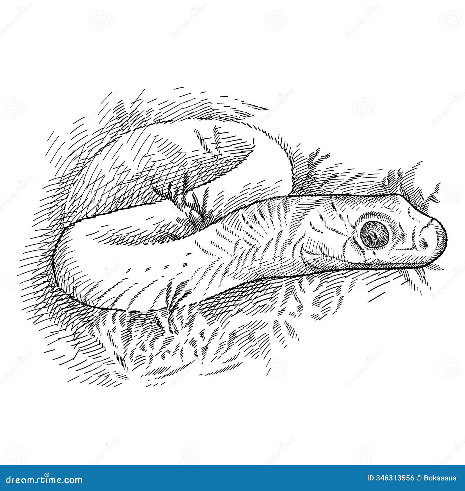 Hand-drawn Graphic Sketch of Snake Eastern Racer in Black Isolated on ...