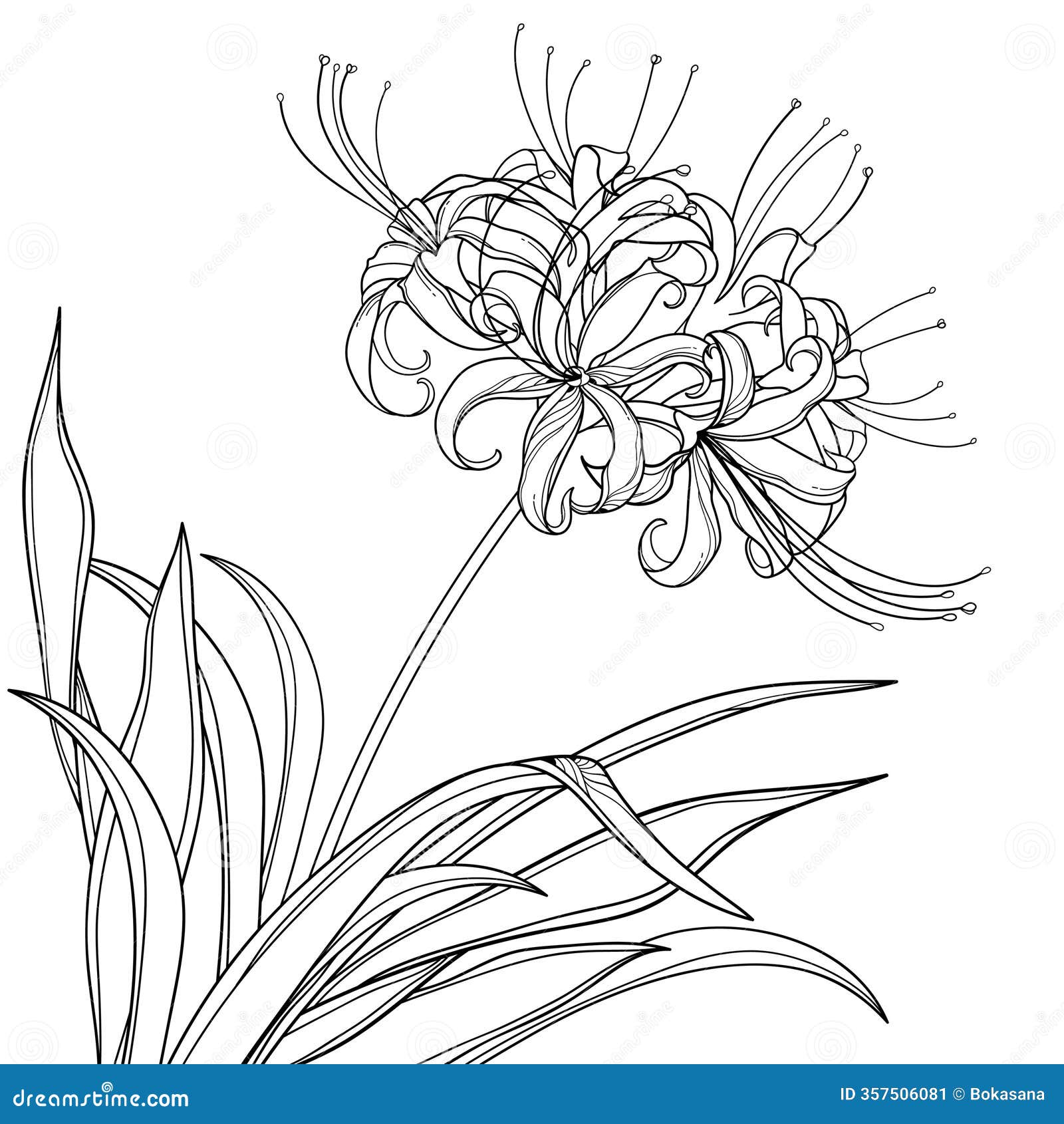 Lycoris Cartoons, Illustrations & Vector Stock Images - 429 Pictures to ...