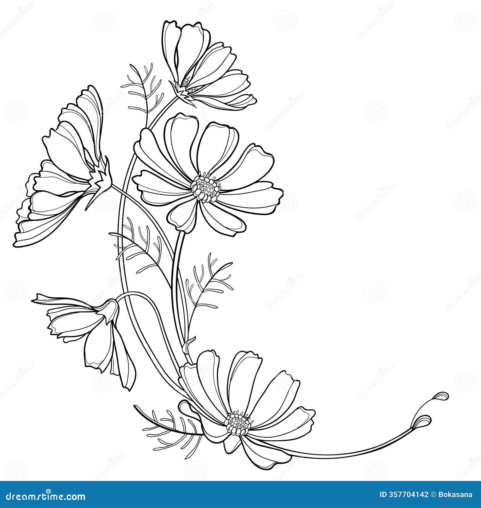 Corner Bouquet of Outline Cosmos or Cosmea Flower Bunch with Leaf in ...