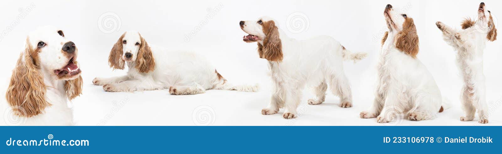 Basic Dog Pose on White Background. Dog - English Cocker Spaniel with Honey Gold Coat. Panorama ...