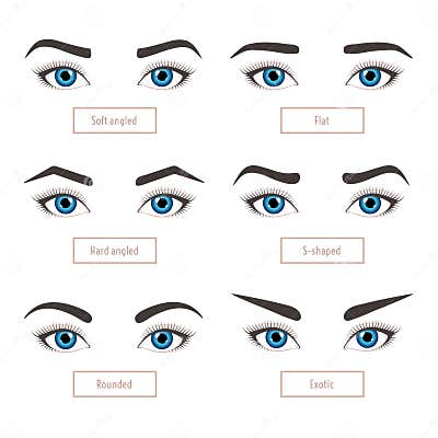 6 Basic Eyebrow Shapes with Captions. Stock Vector - Illustration of ...