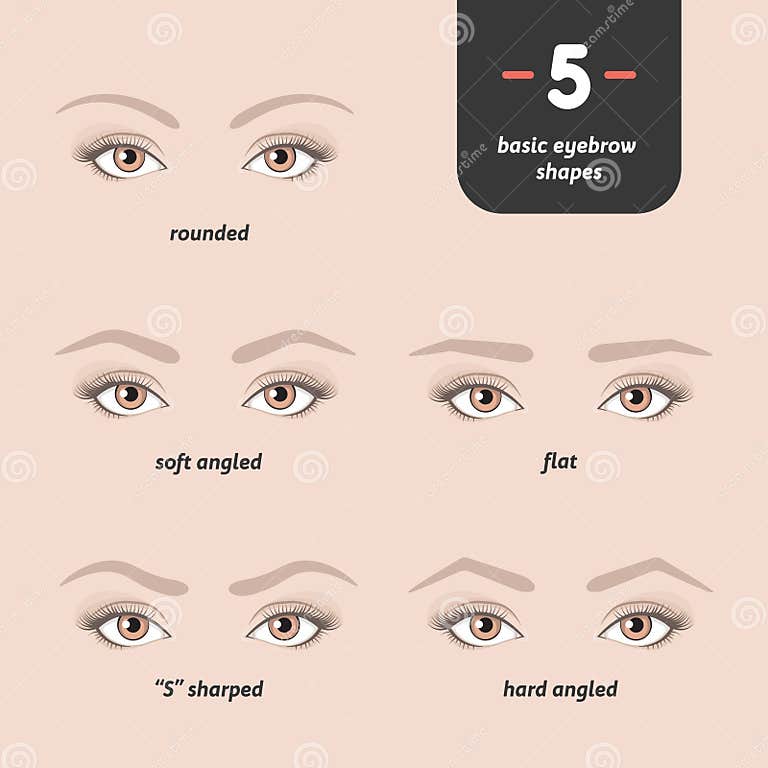 5 basic eyebrow shapes. stock vector. Illustration of ideal - 71921242