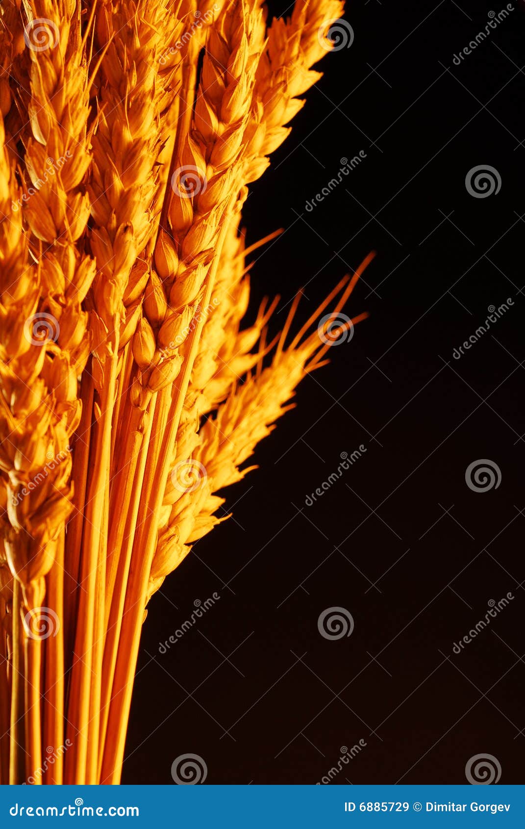 Basic food stock image. Image of vegetarian, plant, spike - 6885729