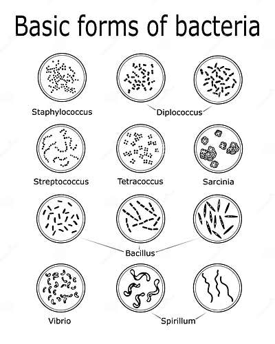 The Basic Forms of Bacteria Stock Vector - Illustration of shaped ...