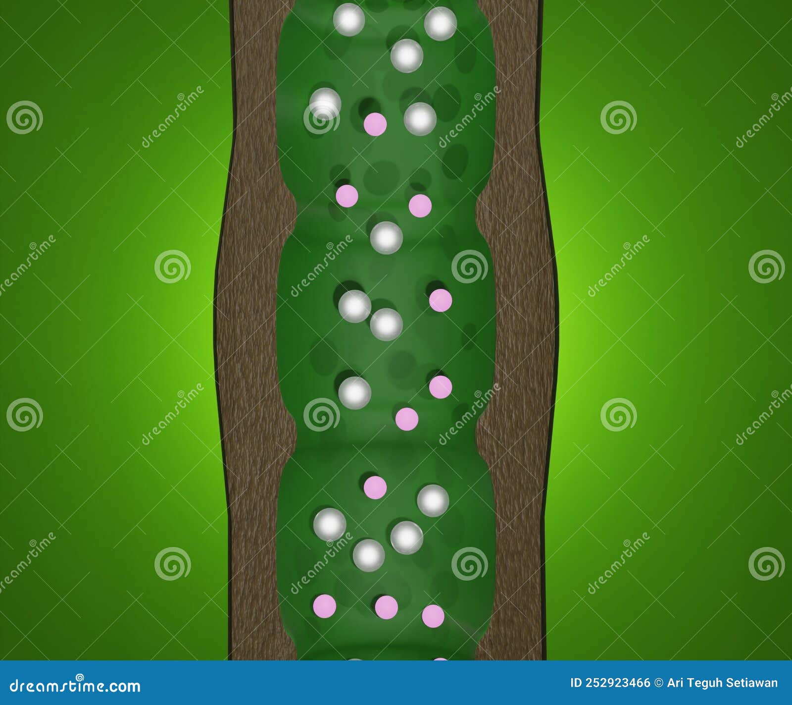 The Basic Function Of Xylem Is To Transport Water From Roots To Stems ...