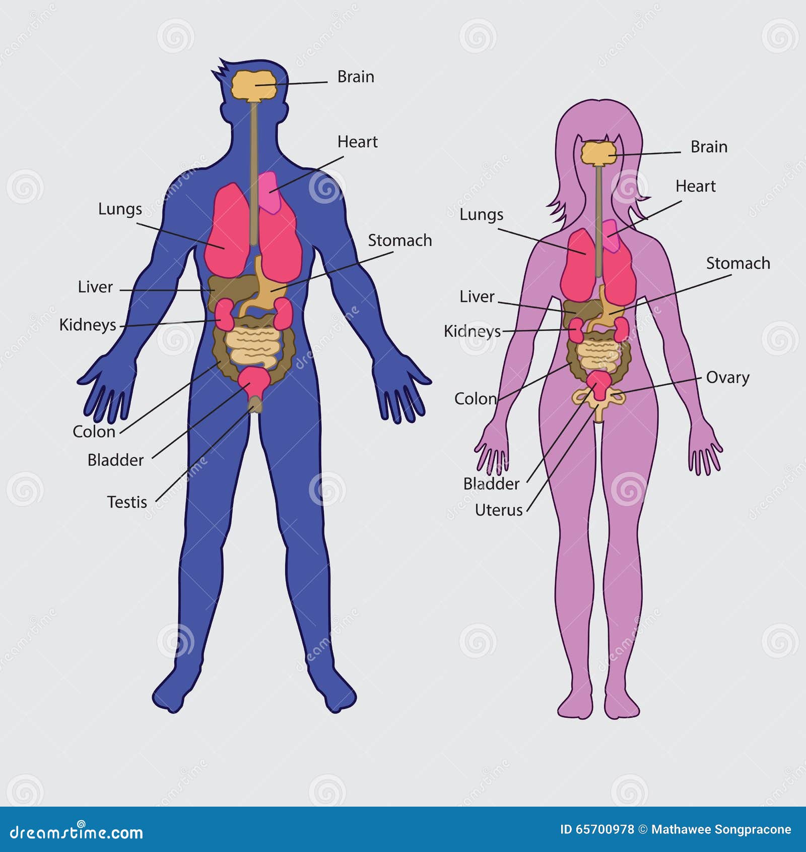Basic Human Internal Organs Vector Stock Vector - Illustration of ... Basic Human Internal Organs Vector Stock Vector - Illustration of ...