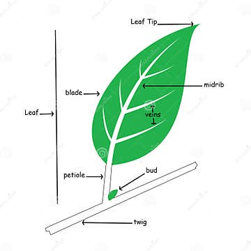 Basic Illustration of Simple Leaf Anatomy Stock Illustration ...