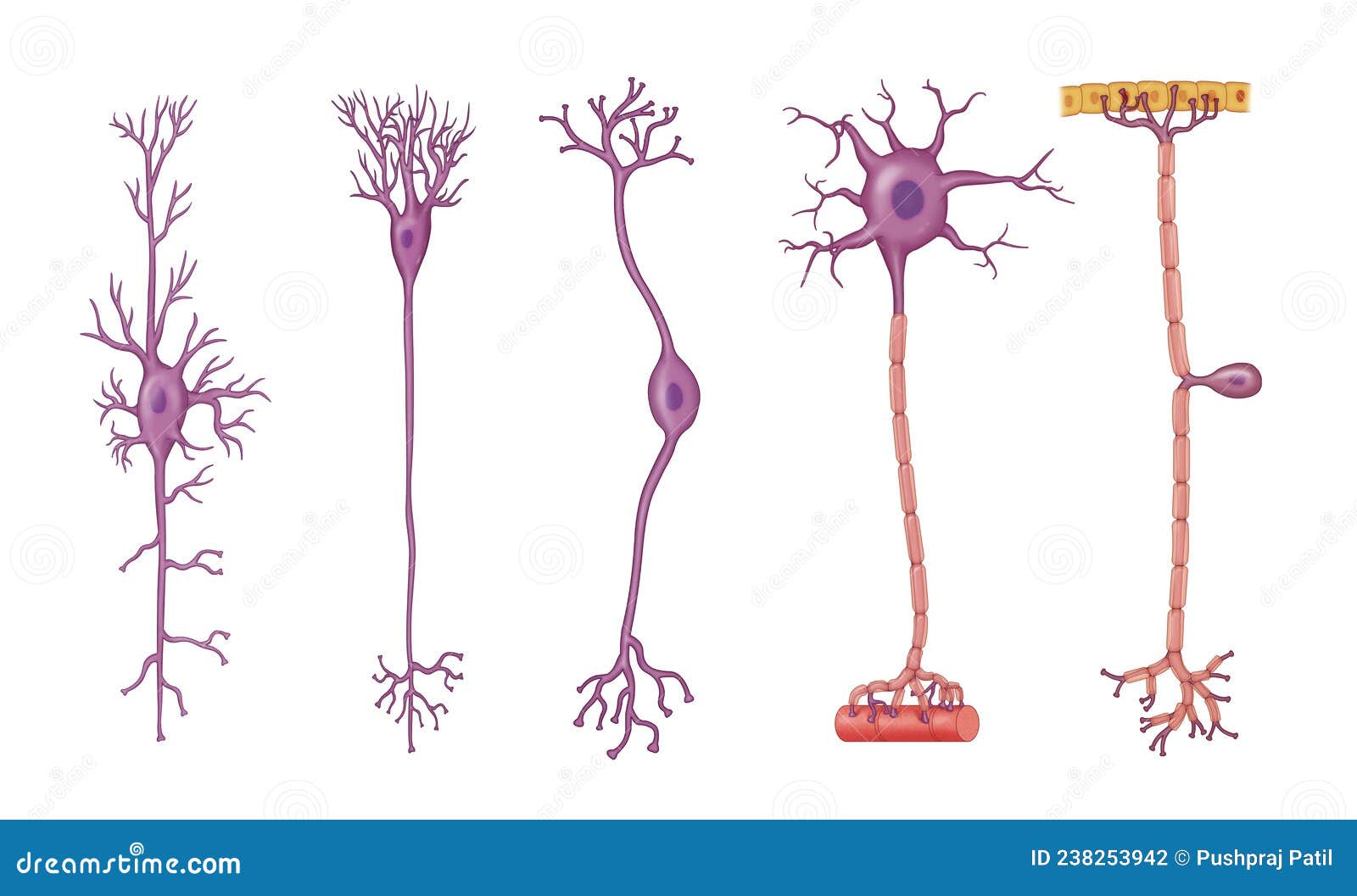 Basic Neuron cell Types stock illustration. Illustration of micro ...