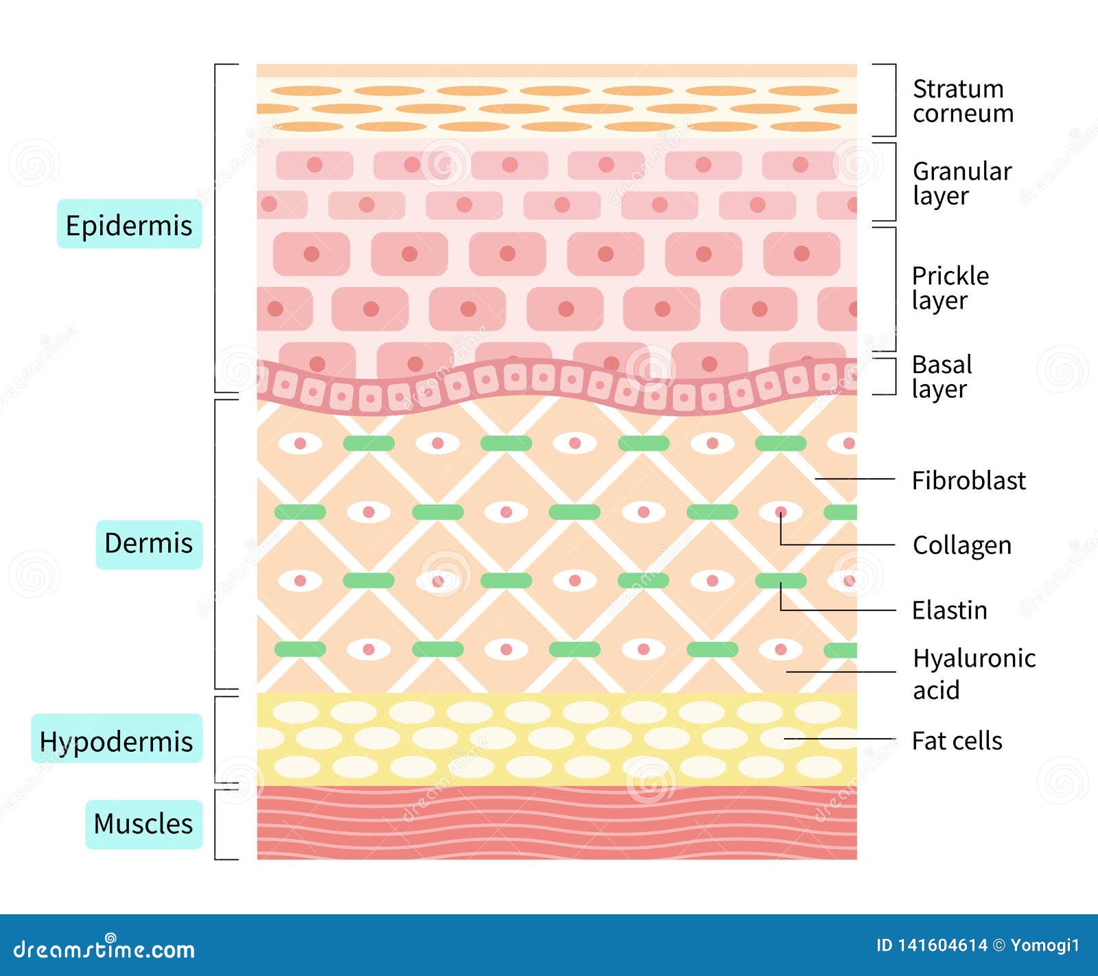 Layers of the Human Skin. Skin and Health Care Concept Stock Vector ...