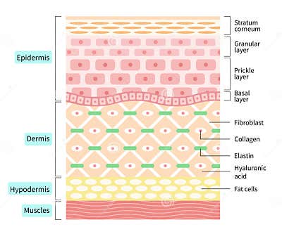 Layers of the Human Skin. Skin and Health Care Concept Stock Vector ...