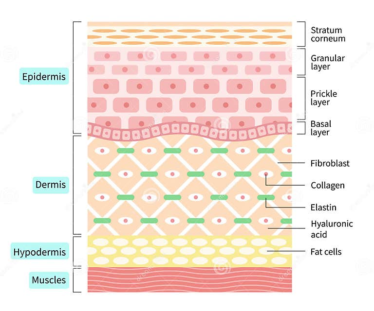 Layers of the Human Skin. Skin and Health Care Concept Stock Vector ...