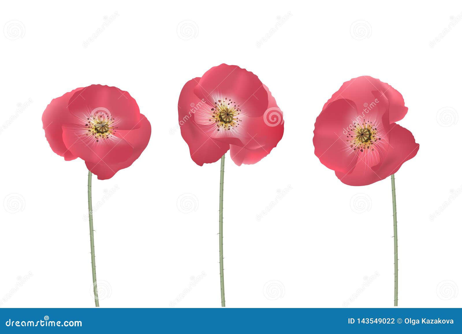 Vector poppy flower. stock vector. Illustration of macro - 143549022