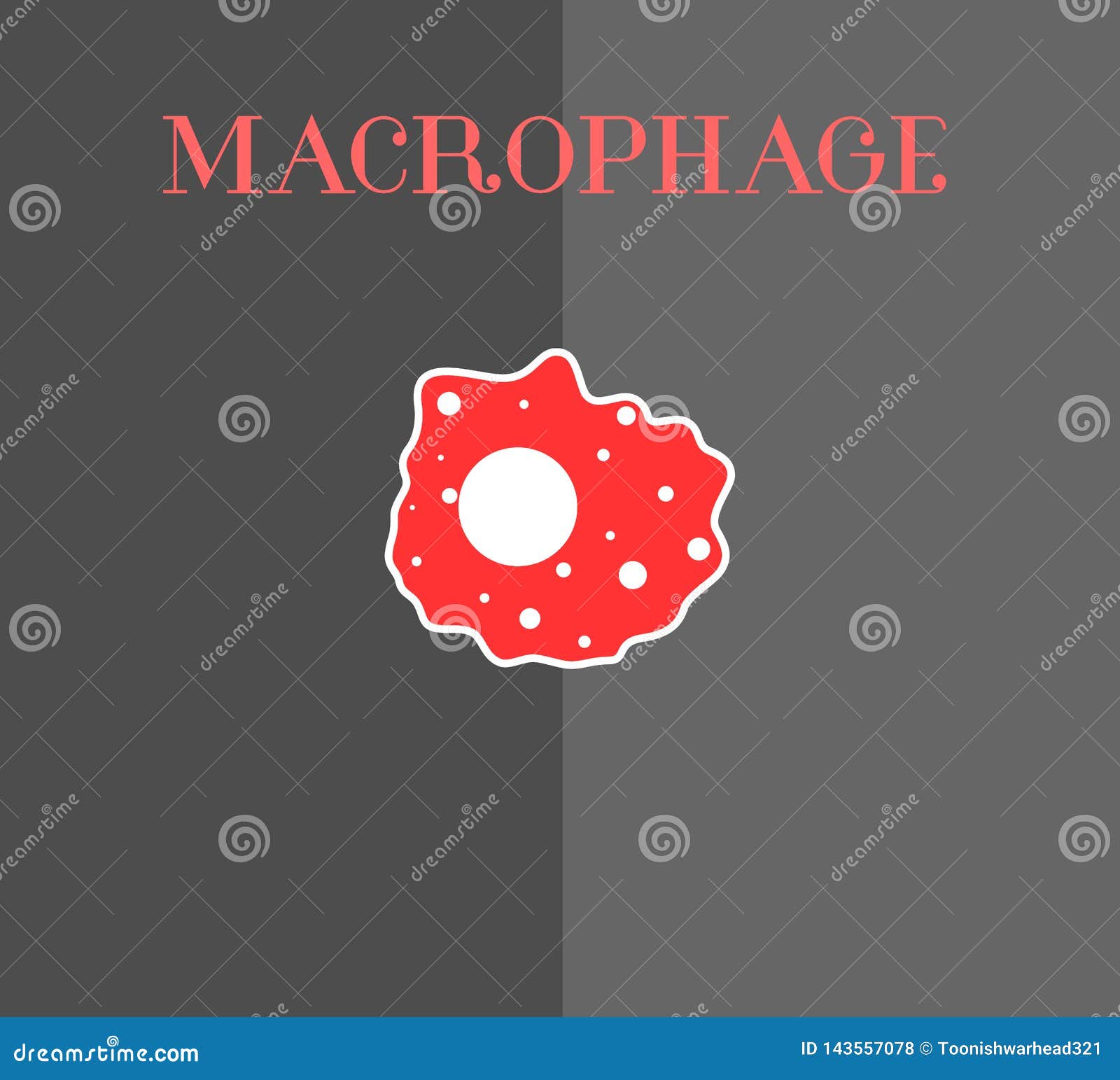 Macrophage Cell of the Immune System Stock Illustration - Illustration ...