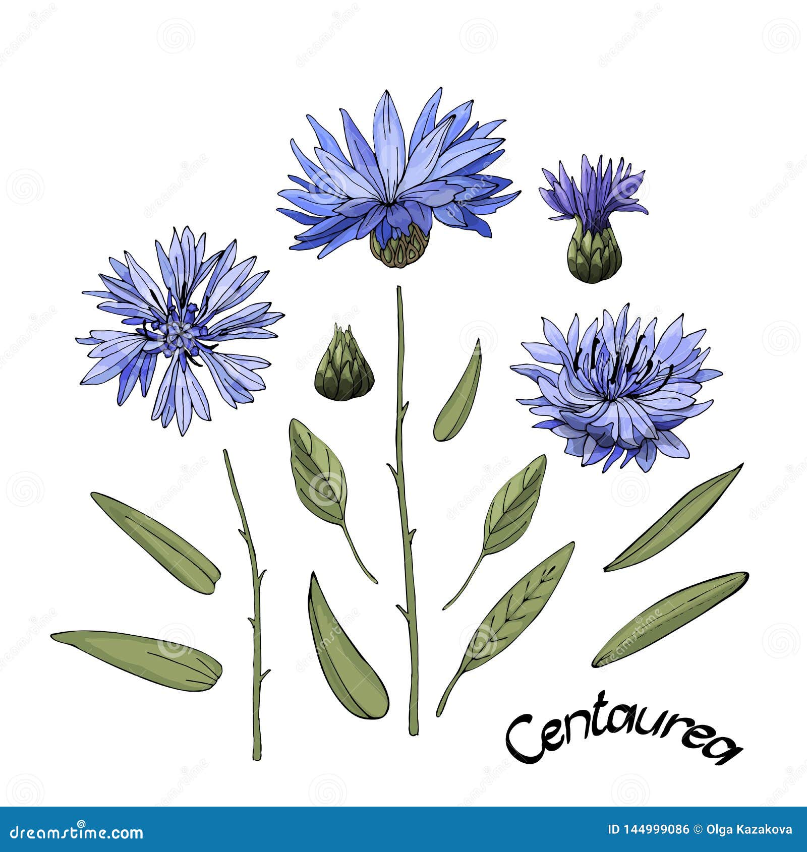 Cornflower Centaurea Cyanus, Medicinal Cartoon Vector | CartoonDealer ...