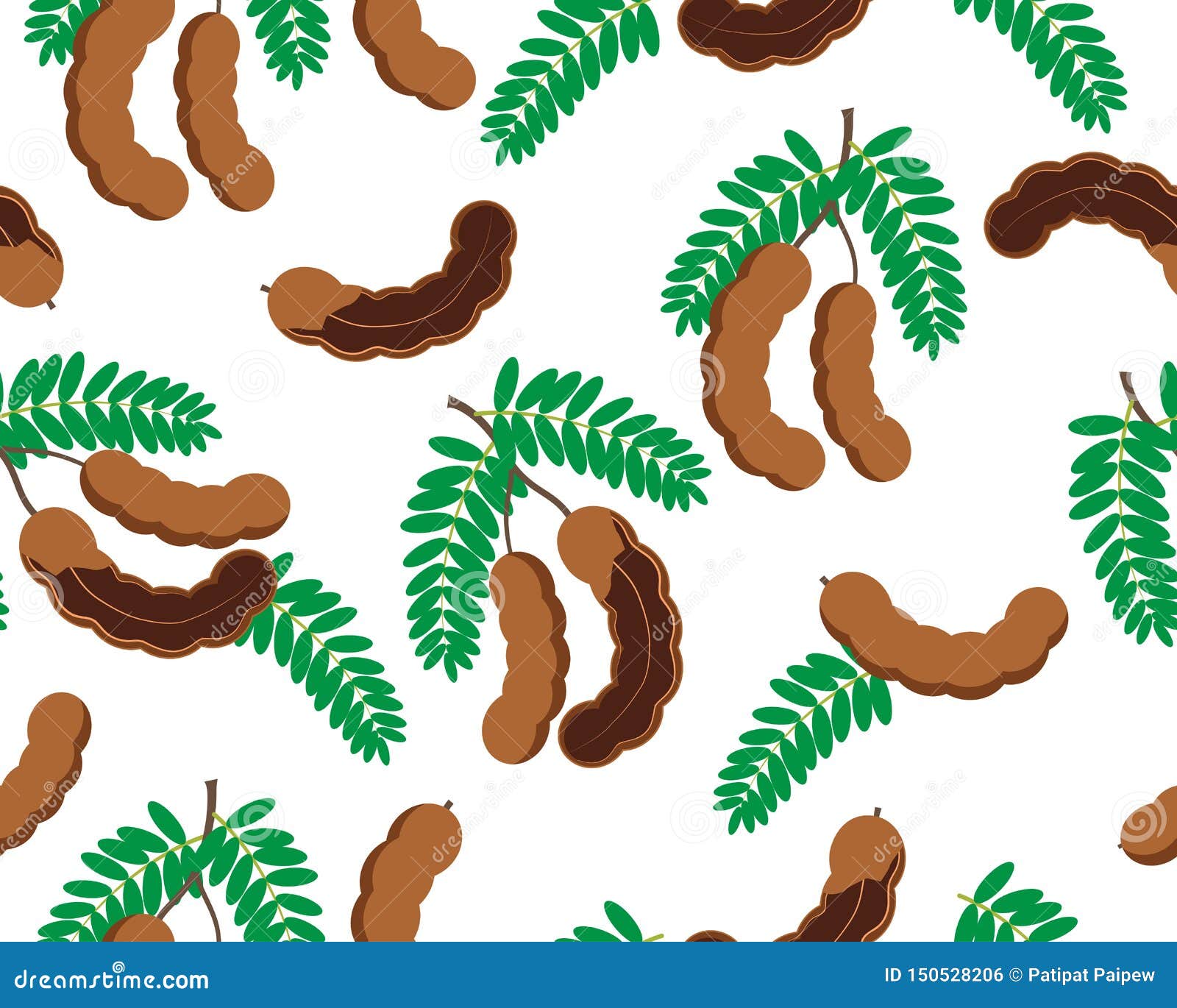 Tamarind Fruit Watercolor Illustration. Hand Drawn Realistic Tamarindus ...