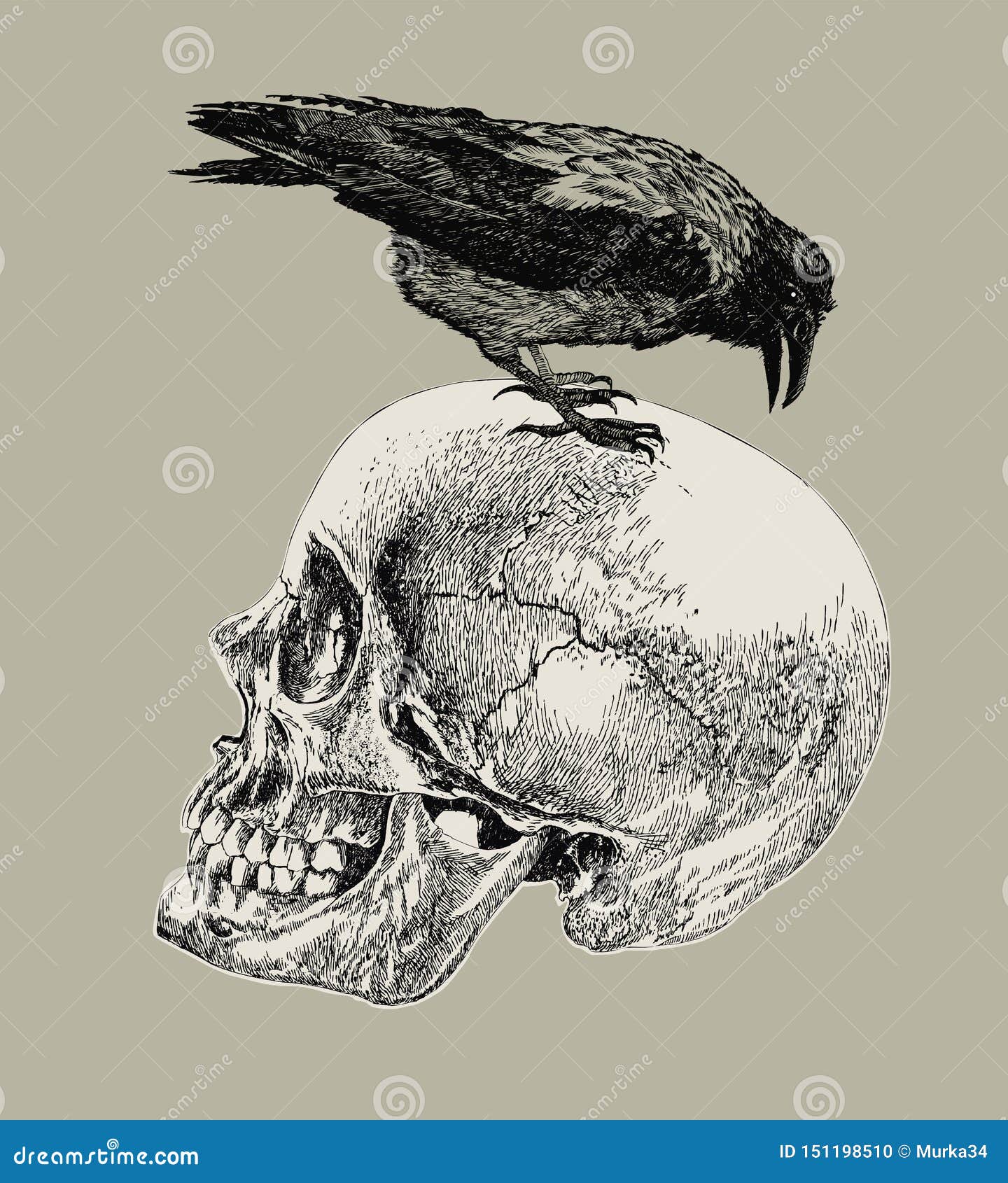 Raven on a Human Skull. Hand Drawing, Illustration. Stock Vector ...