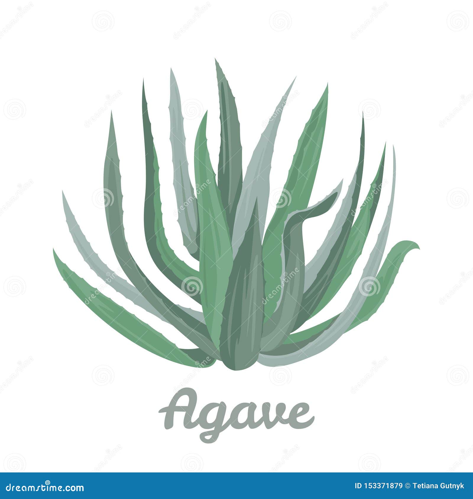 Cartoon Agave Vector Illustration | CartoonDealer.com #88599796