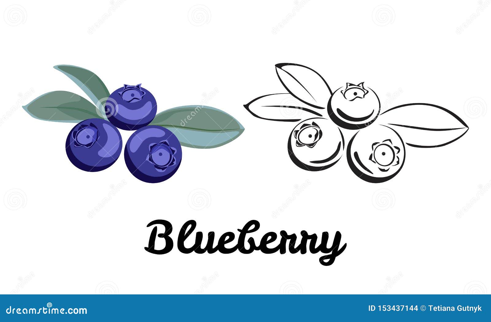 Blueberry Icon Set. Color and Black and White Outline Illustration of ...
