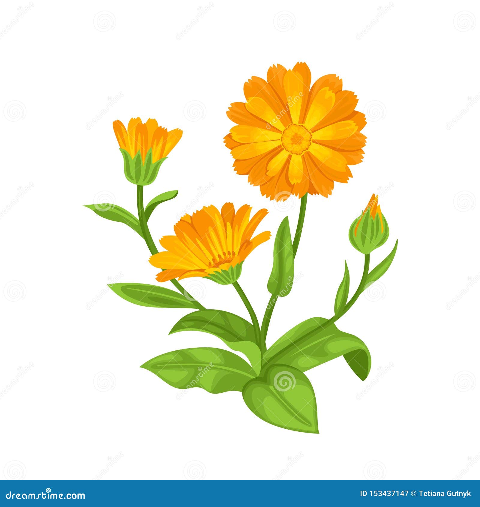 Calendula Plant. Orange Medicinal Flower with Green Leaves and Stems ...