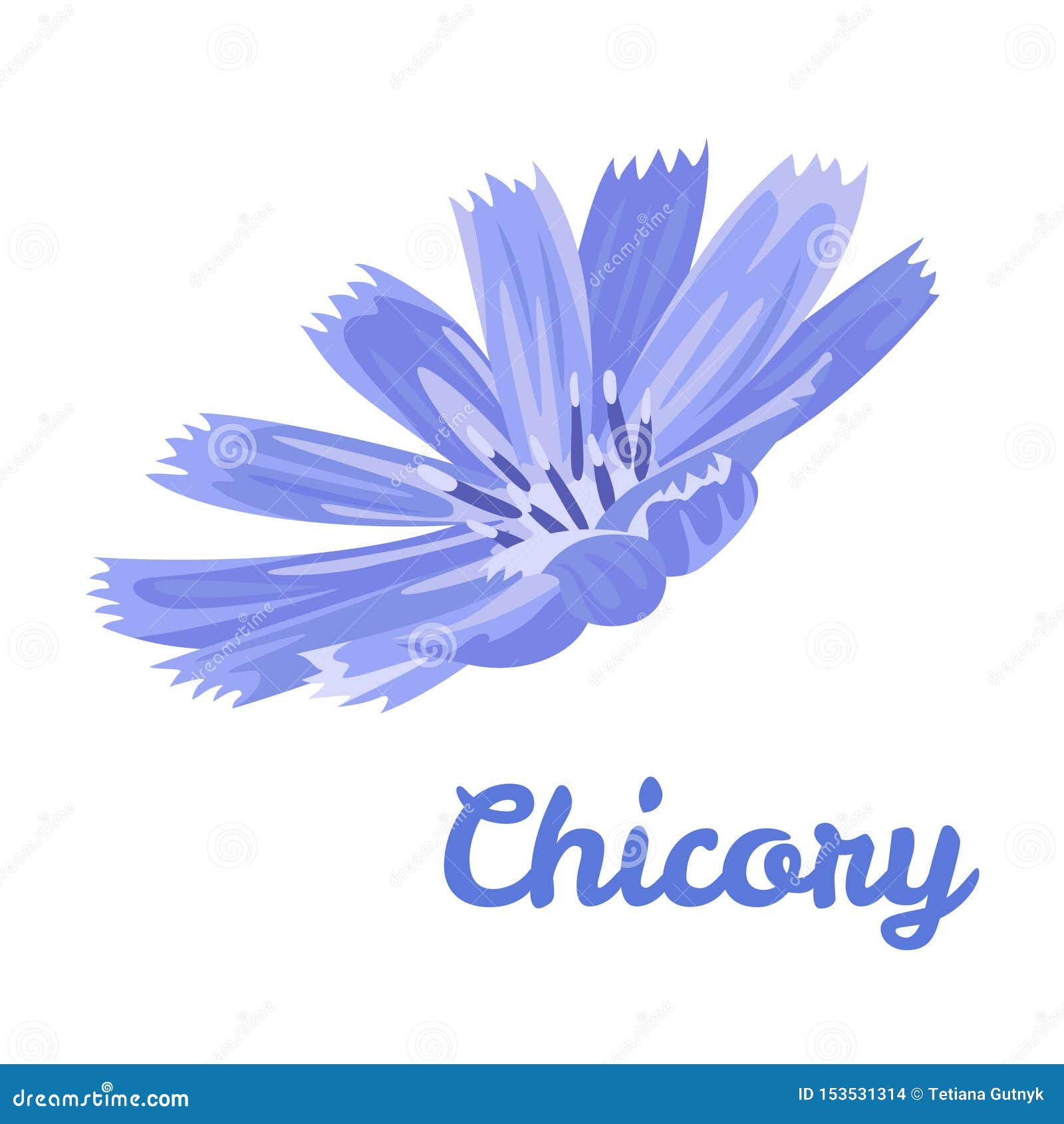 Chicory Flower. Vector Illustration of a Blue Field Medicinal Flower ...
