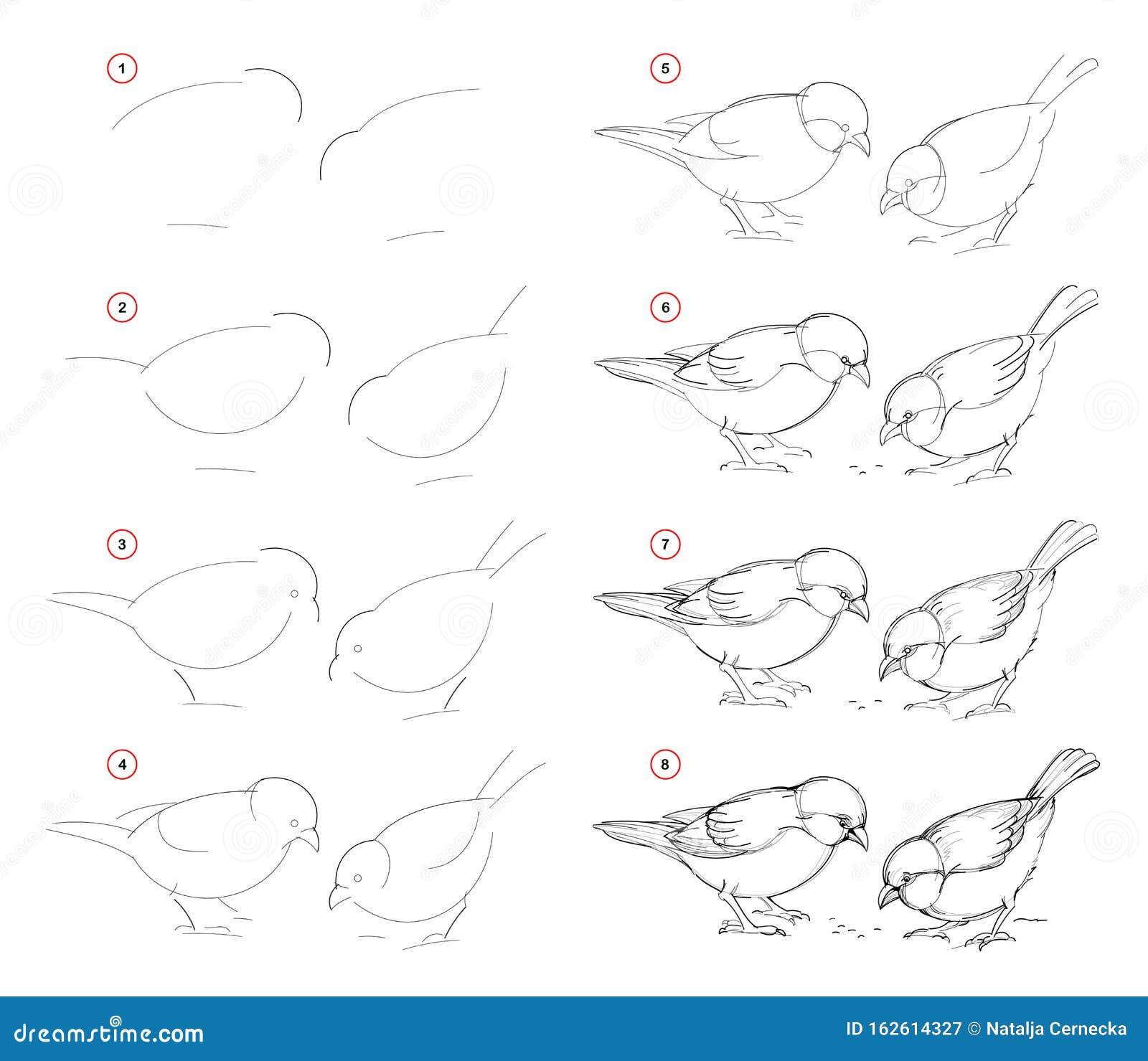 How To Draw From Nature Step By Step Sketch Of Sparrows. Creation Step ... How To Draw From Nature Step By Step Sketch Of Sparrows. Creation Step ...
