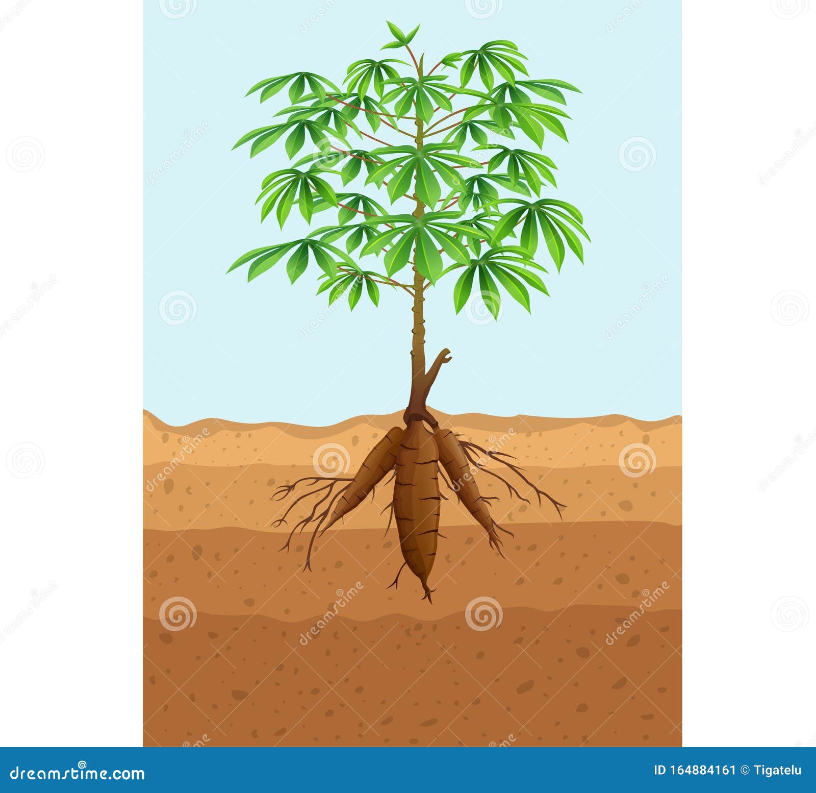 Cassava Tree Plant with Roots Stock Vector - Illustration of green ...