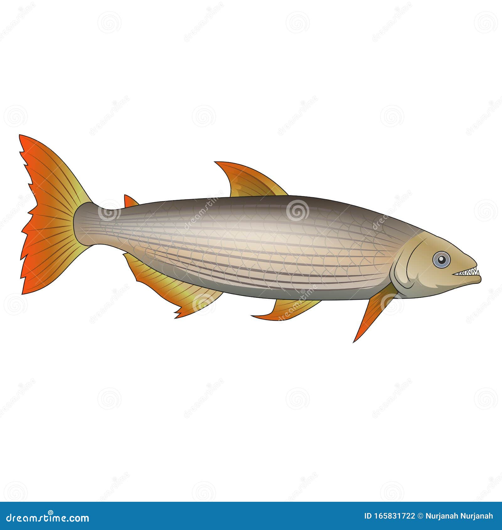 Freshwater Fish of River Nile Tigerfish Stock Vector - Illustration of ...
