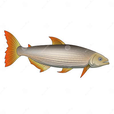 Freshwater Fish of River Nile Tigerfish Stock Vector - Illustration of ...