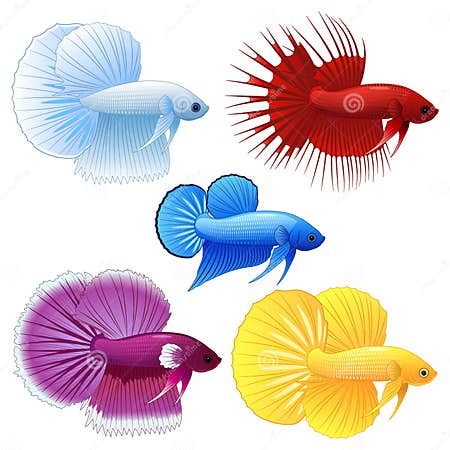 Cartoon betta fish. stock vector. Illustration of duel - 165831736
