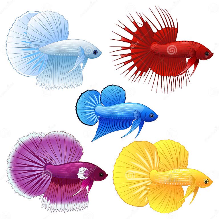 Cartoon betta fish. stock vector. Illustration of duel - 165831736