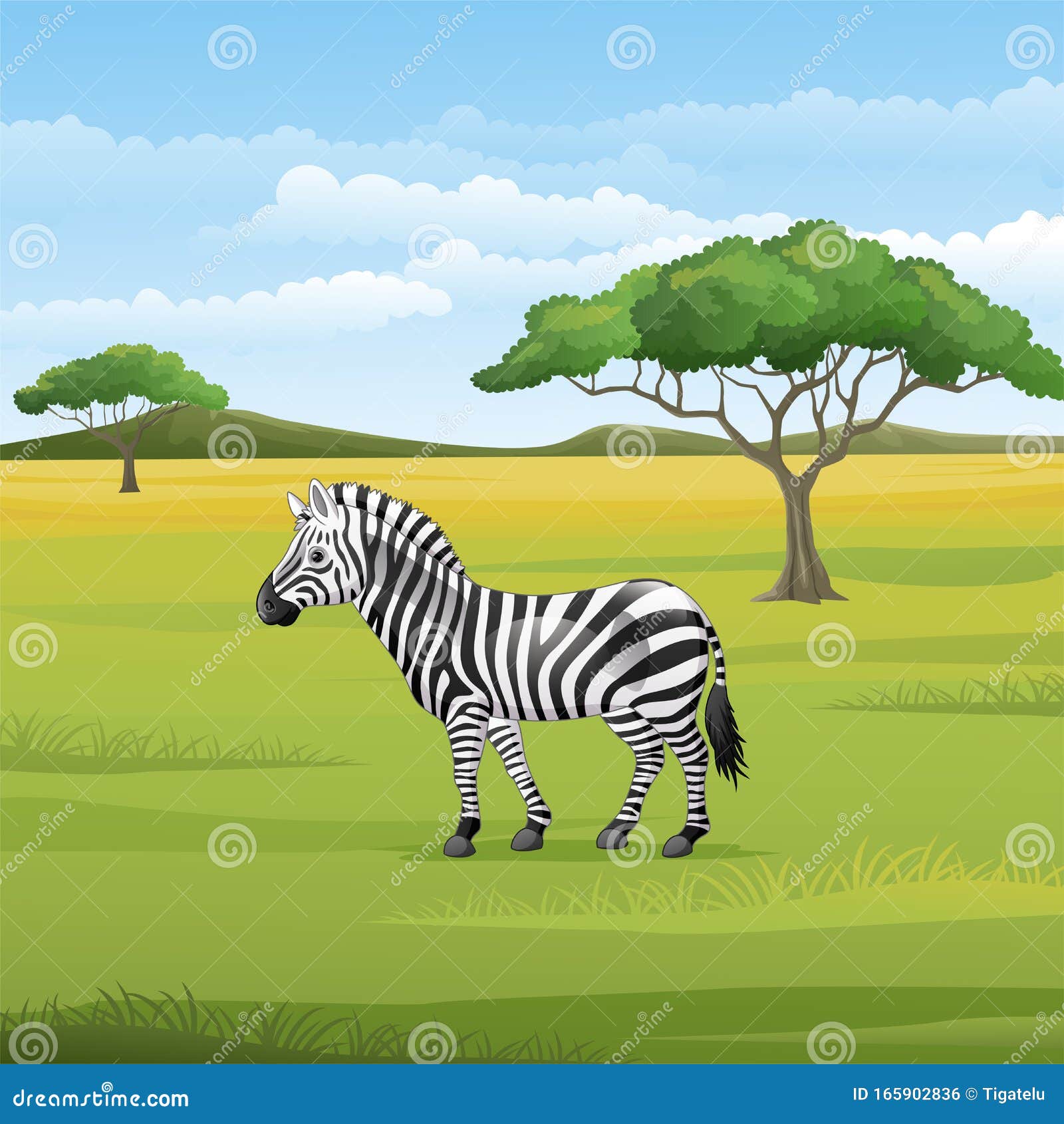 Cartoon Zebra Character.striped Cute Animal Vector Illustration ...