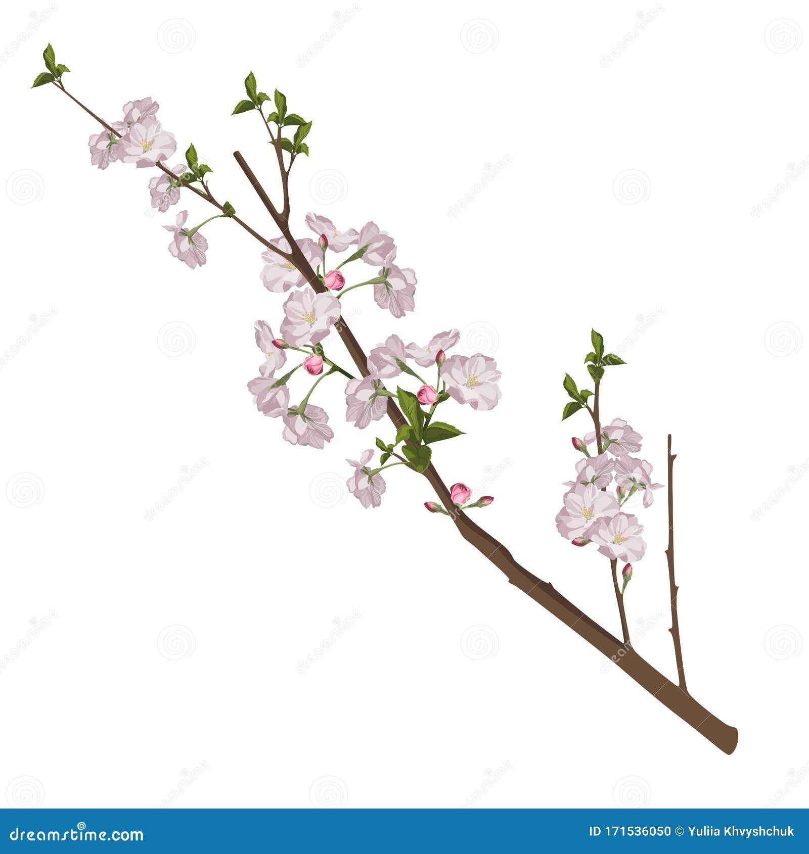 Horizontal Branch of Cherry Apple Blossoms. Realistic Illustration on ...
