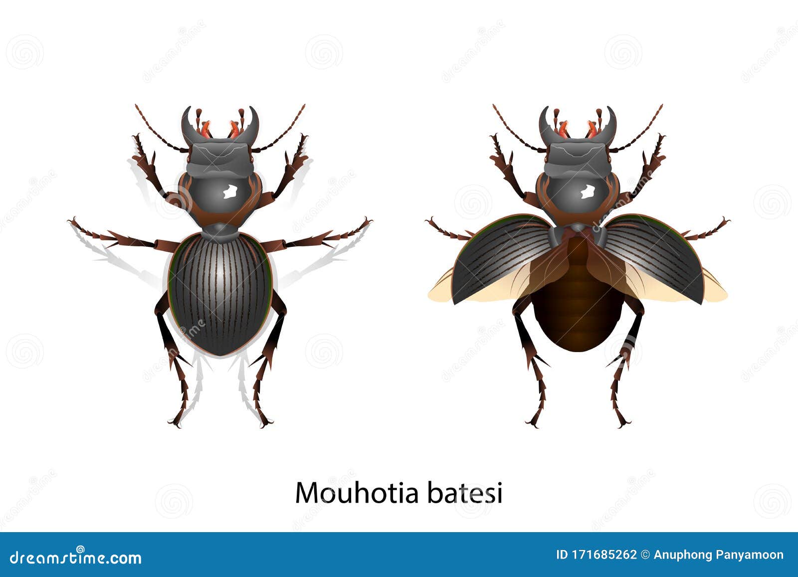 Batesi Stock Illustrations – 2 Batesi Stock Illustrations, Vectors ...