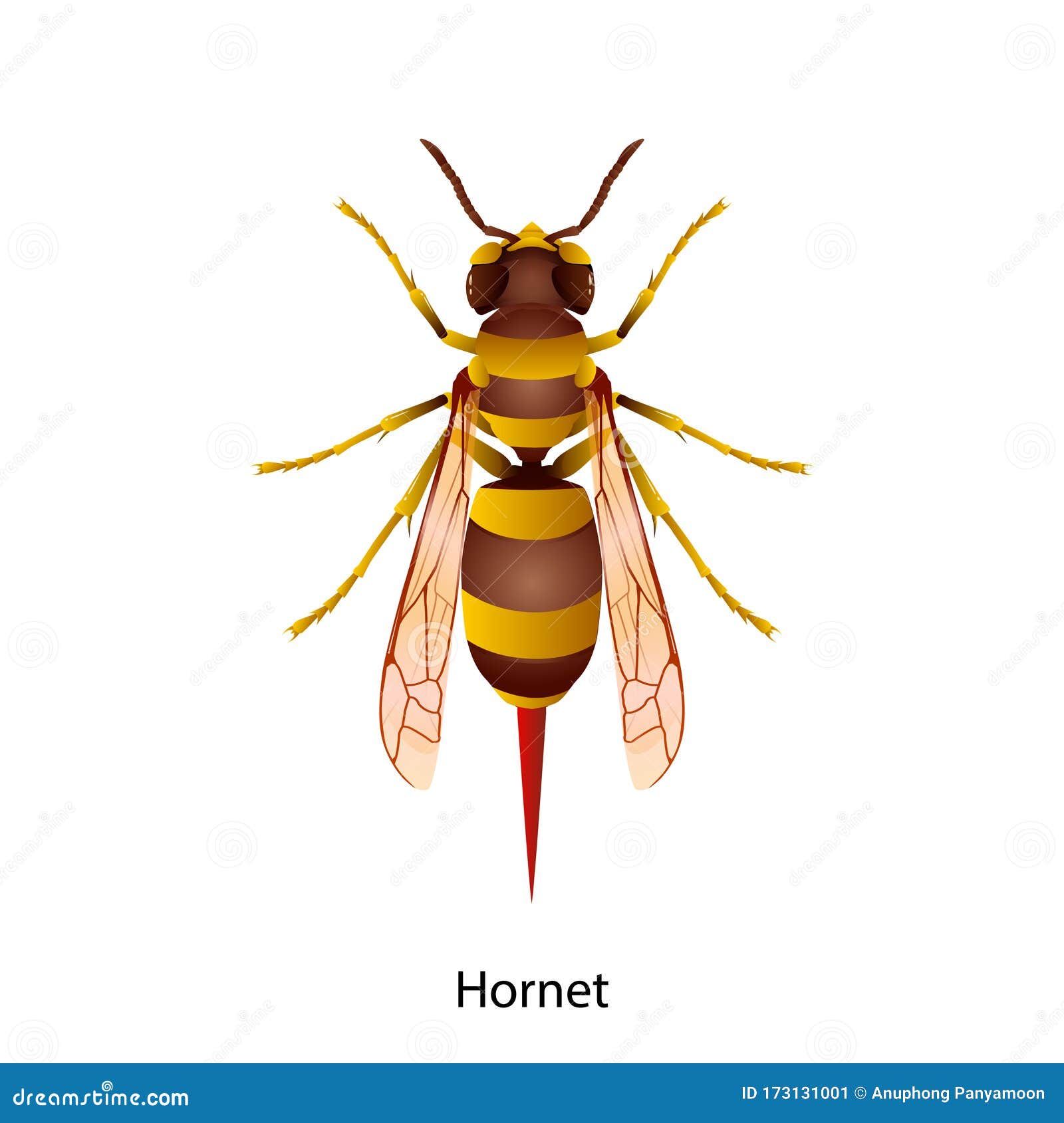 Hornet Vector on White Background. Stock Vector - Illustration of ...